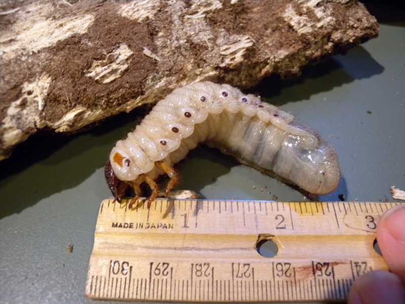 Grubs beetles store